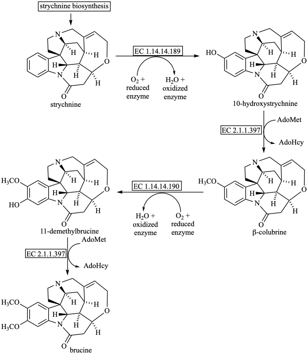 biosynthesis of brucine
