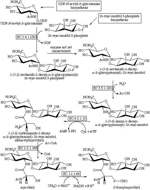 Mycothiol biosynthesis
