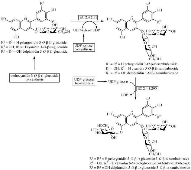 anthocyanidin sambubioside biosynthesis